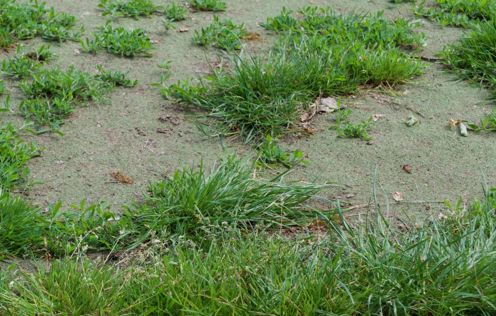 Compacted Soil | Lawn Doctor of Boston