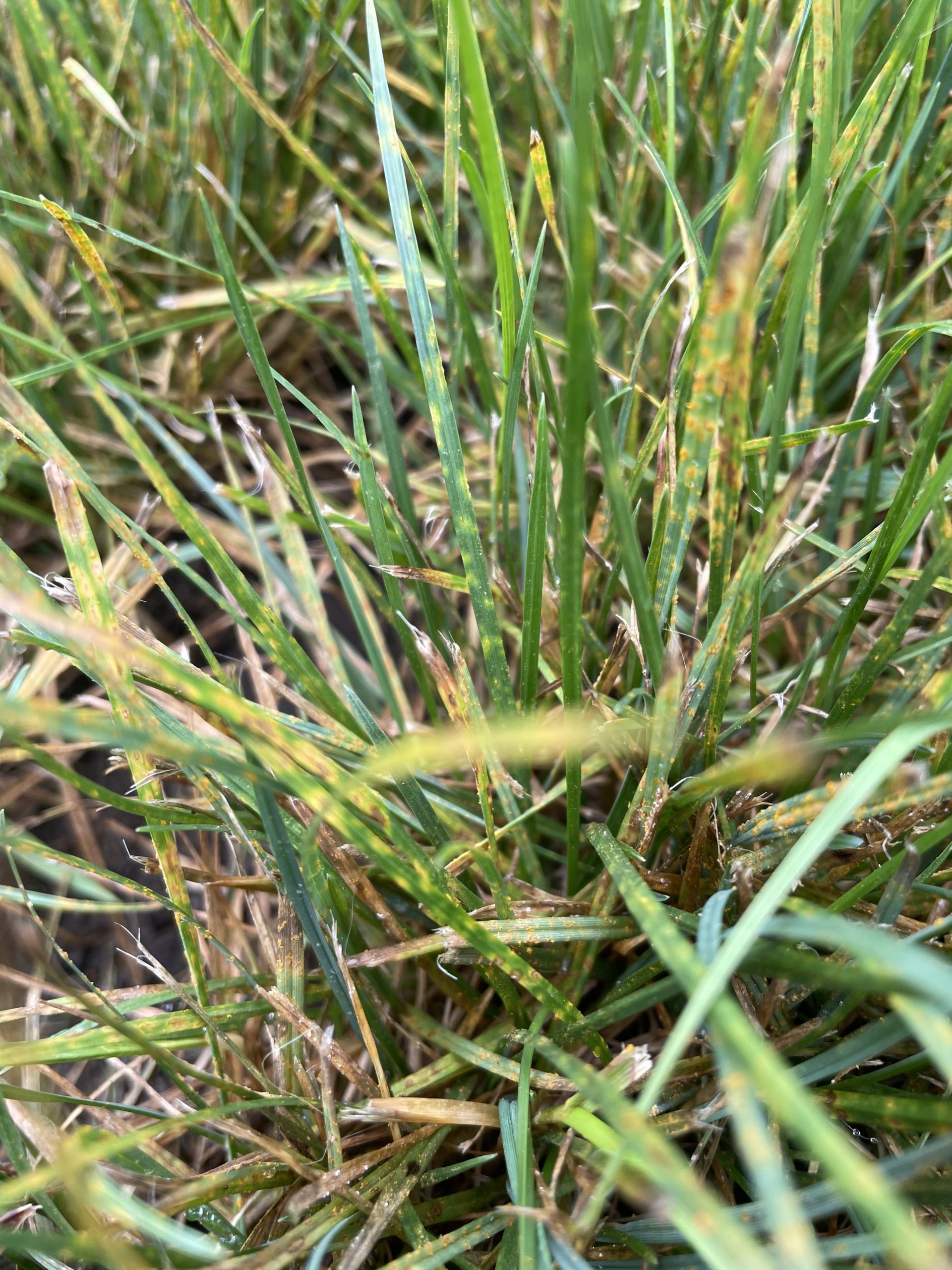 Rust Disease | Lawn Doctor of Boston