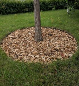 Why & How to Add a Tree Well! | Lawn Doctor of Fort Collins