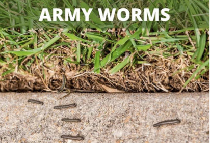 Army Worm Control & Pest Prevention | Lawn Doctor of Marietta