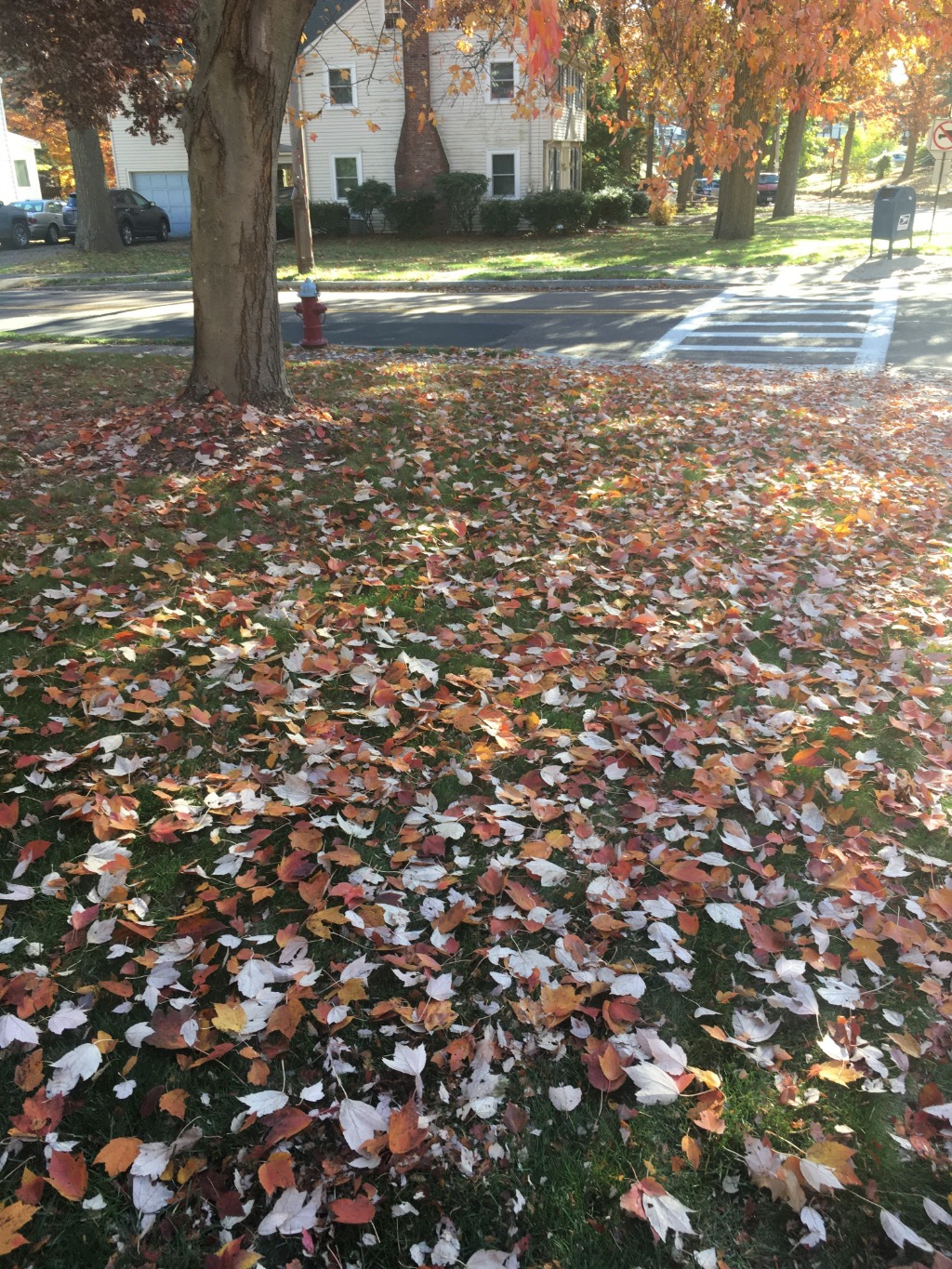 Leaves | Lawn Doctor of South Shore