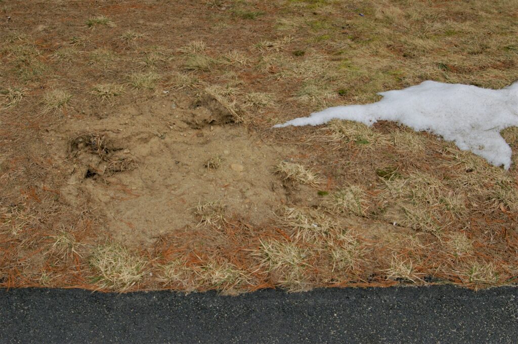 Winterizing Lawns | Lawn Doctor of South Shore