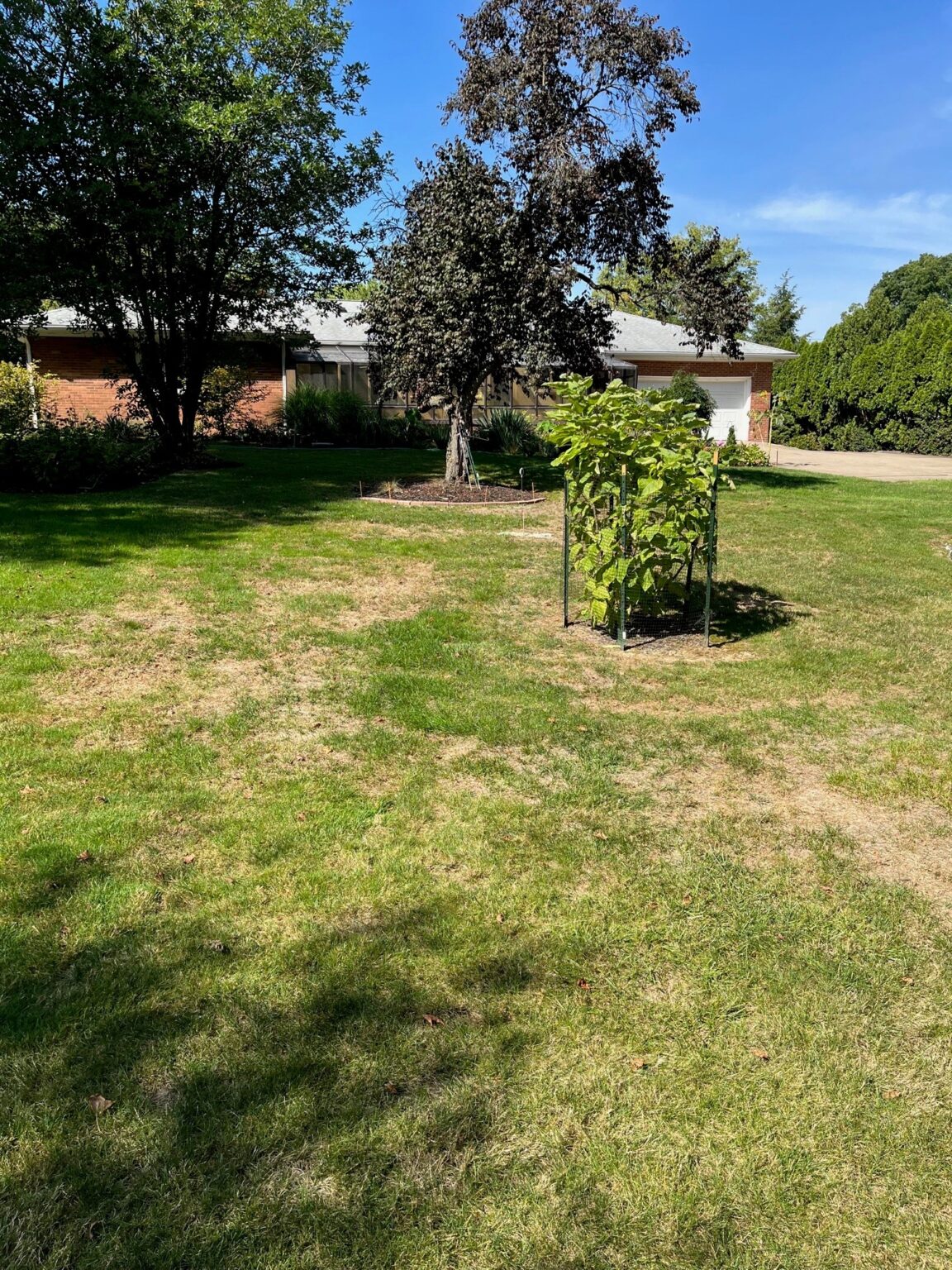 Chinch Bugs Are Vicious to Your Lawn | Lawn Doctor of Strongsville-Stow