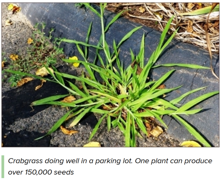 Crabgrass Prevention in Northeast Ohio: Why Early Spring Protection is ...
