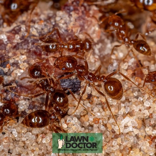 How to Protect Your Lawn and Home From Fire Ants | Lawn Doctor