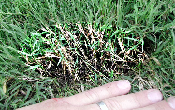 How to Tell What Kind of Grass You Have | Lawn Doctor