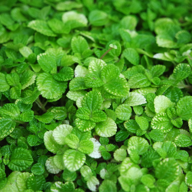 Lawn Weed Identification Guide: See the Most Common Weeds